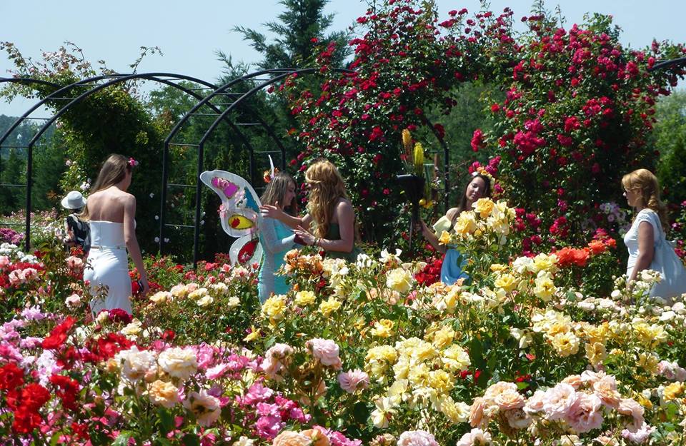 The largest rose garden opens today in Arad county ...