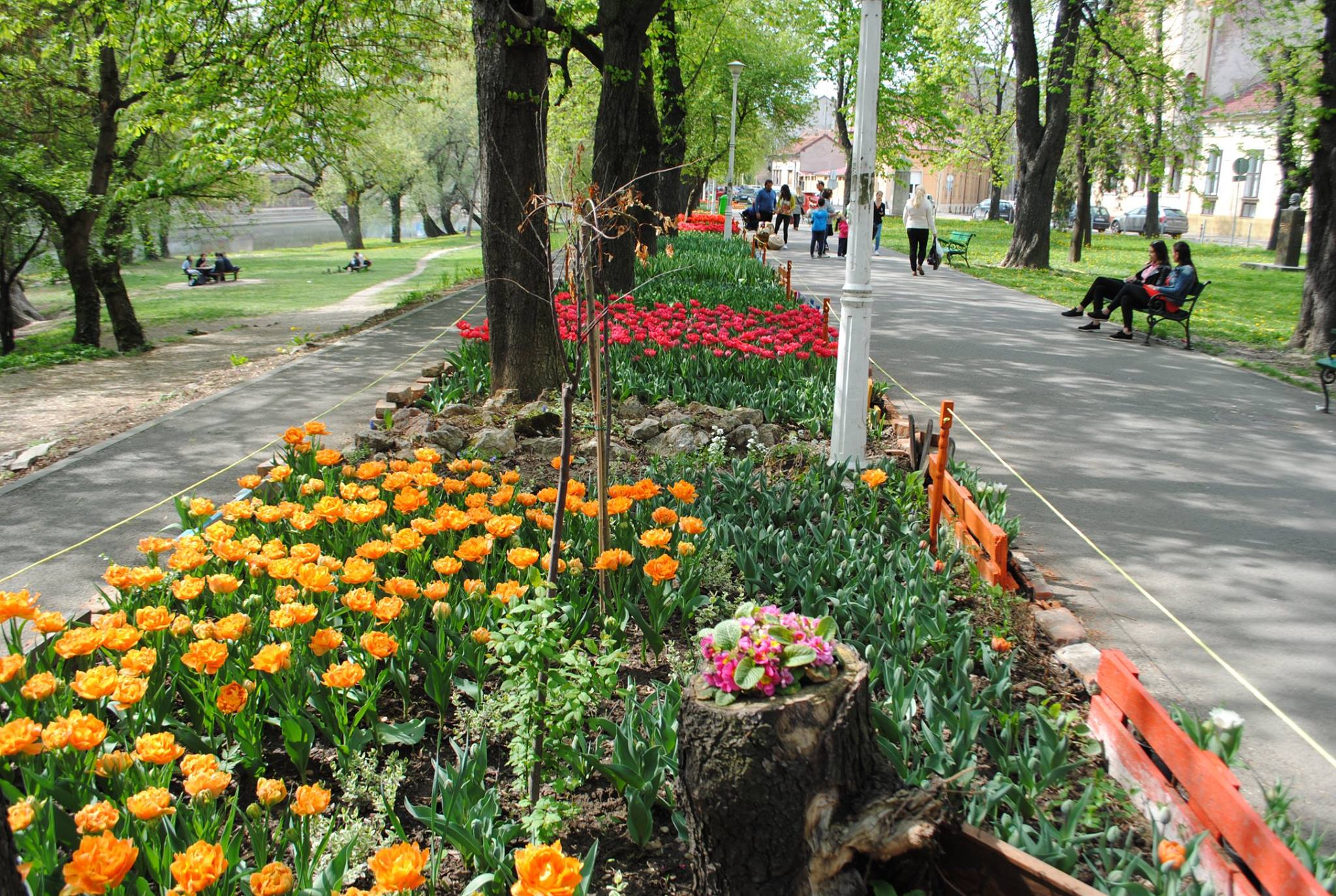 Florist plants 27,000 tulips in the centre of Oradea at his own expense ...