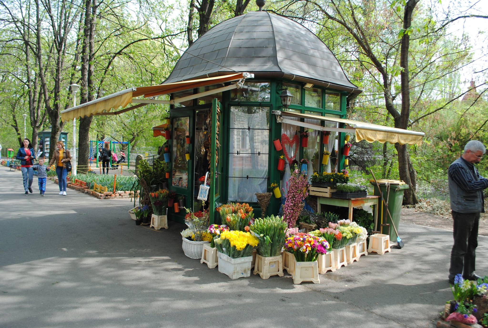 Florist plants 27,000 tulips in the centre of Oradea at his own expense ...