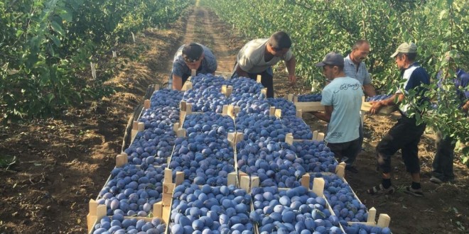 Romania, one of the largest producers of prunes, corns and nuts in the ...