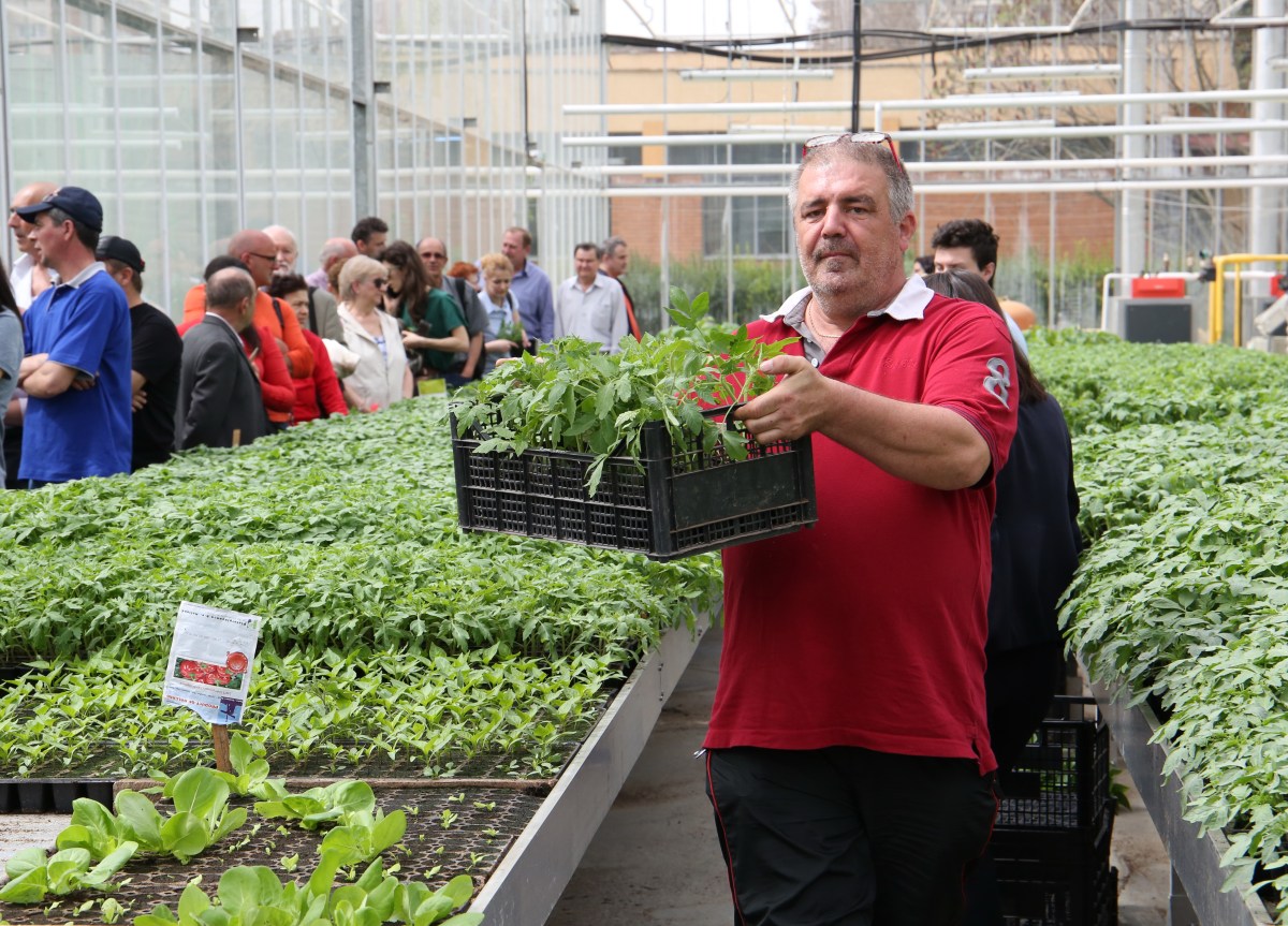 Cluj locals queue to buy real tasty traditional Romanian tomato ...